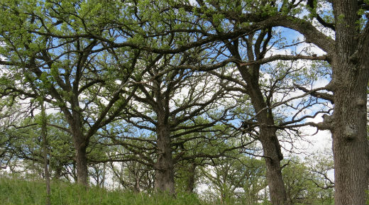 oak-savanna | Our Iowa Heritage