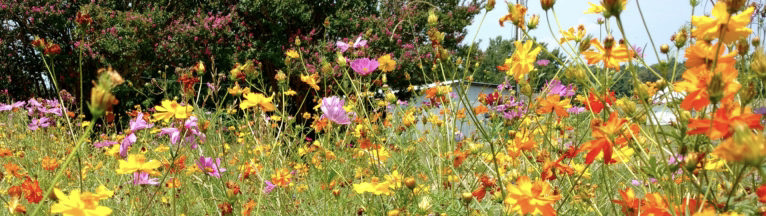 wildflower-meadows-2 | Our Iowa Heritage