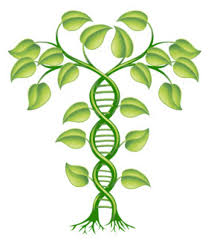 DNA – Uncovering Our Boller Family Of Hessen-Darmstadt. | Our Iowa Heritage